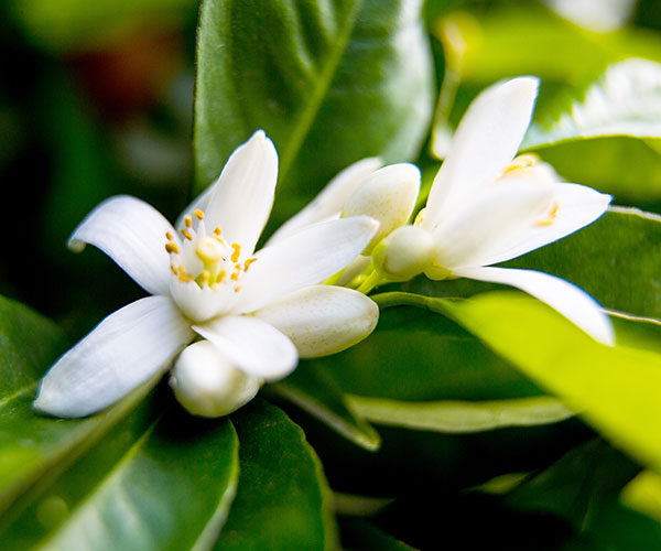 Neroli – Agraria San Francisco